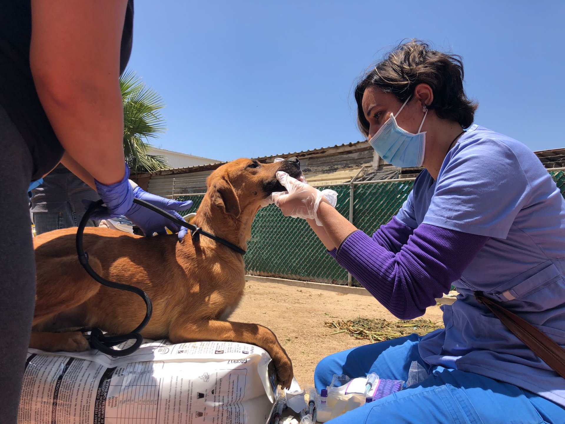 Valoran médicos voluntarios a 330 perros y 18 gatos de albergue animal ...