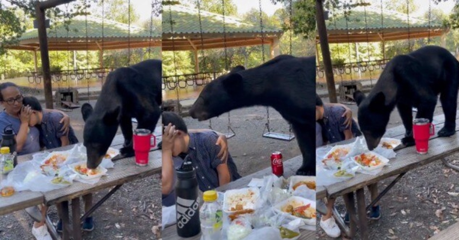 Oso sorprende en picnic familiar, se come tacos y enchiladas en NL ...