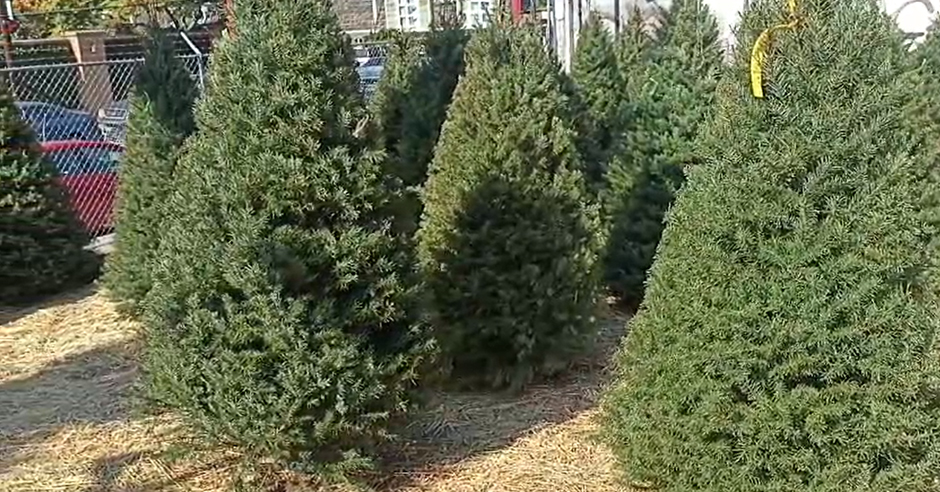 Habilitan centro de acopio de pinos de Navidad naturales - Uniradio Informa