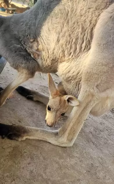 Nace cría de canguro en el Zoológico de Mexicali - Uniradio Informa