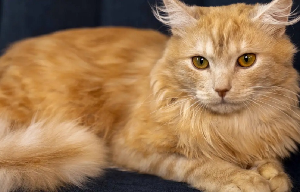 El gato más lindo del mundo vive en Brescia, Italia - Uniradio Informa