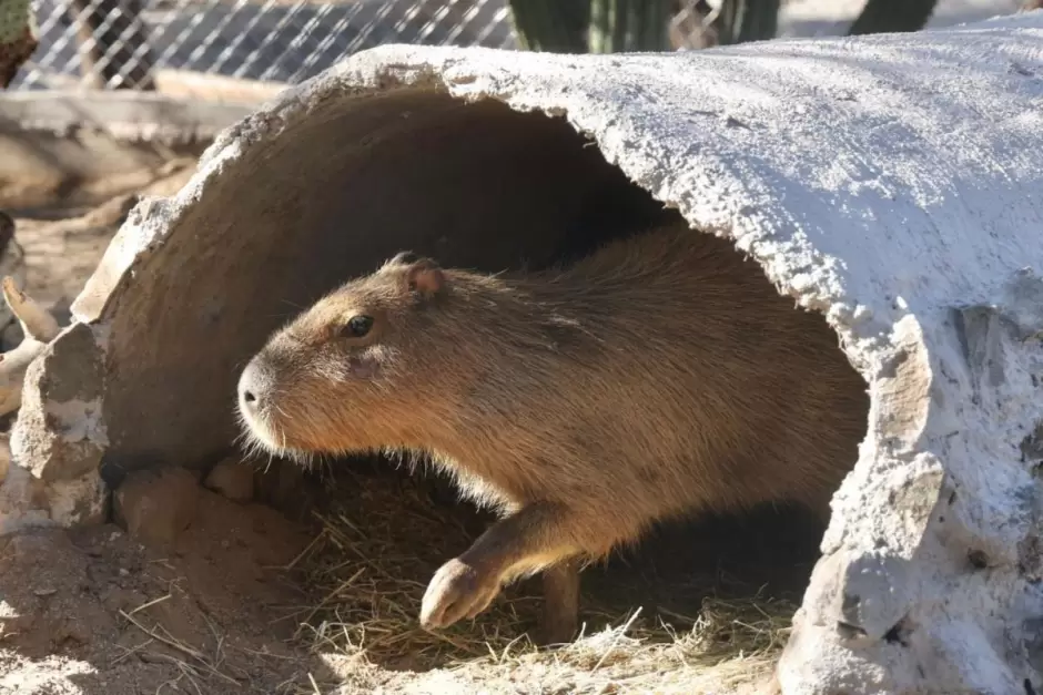 Fueron más de 16 mil visitantes interesados en conocer a capibara ...