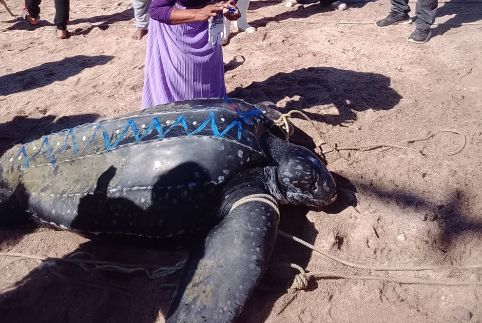 Regresa la tortuga laúd a territorio seri tras una década de ausencia ...